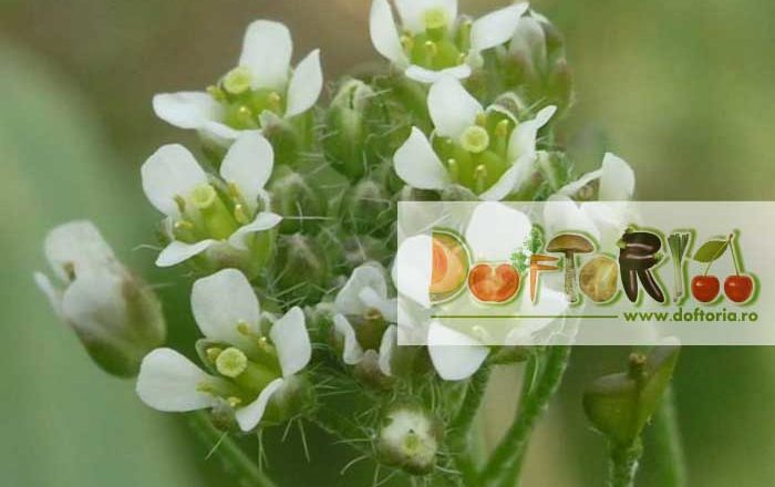 Traista Ciobanului - Doftoria.ro